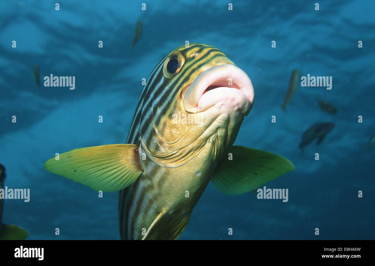 Oriental sweetlip (Plectorhinchus orientalis Stock Photo - Alamy