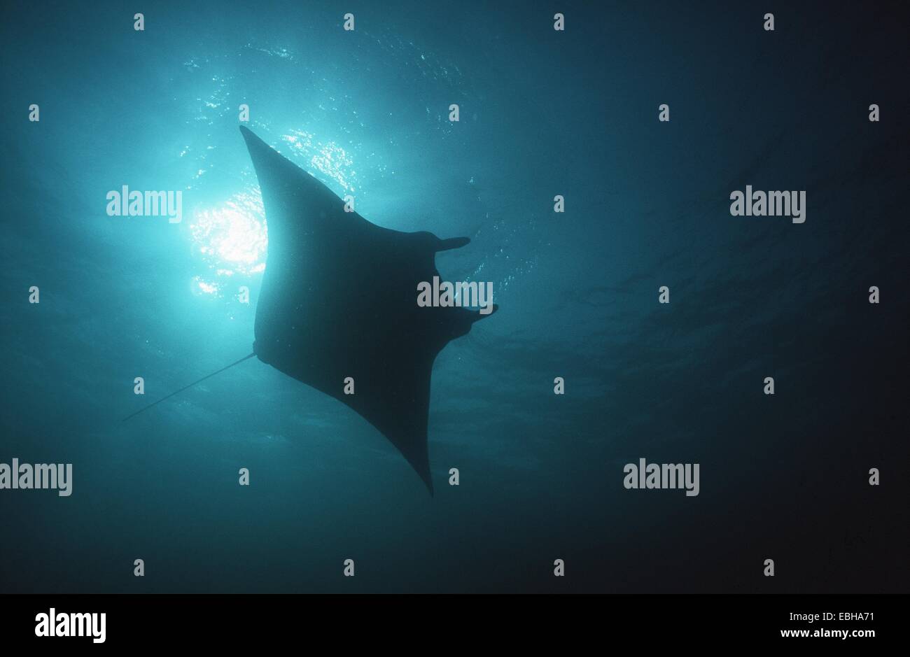 manta, Atlantic manta, giant devil ray, giant manta (Manta birostris ...