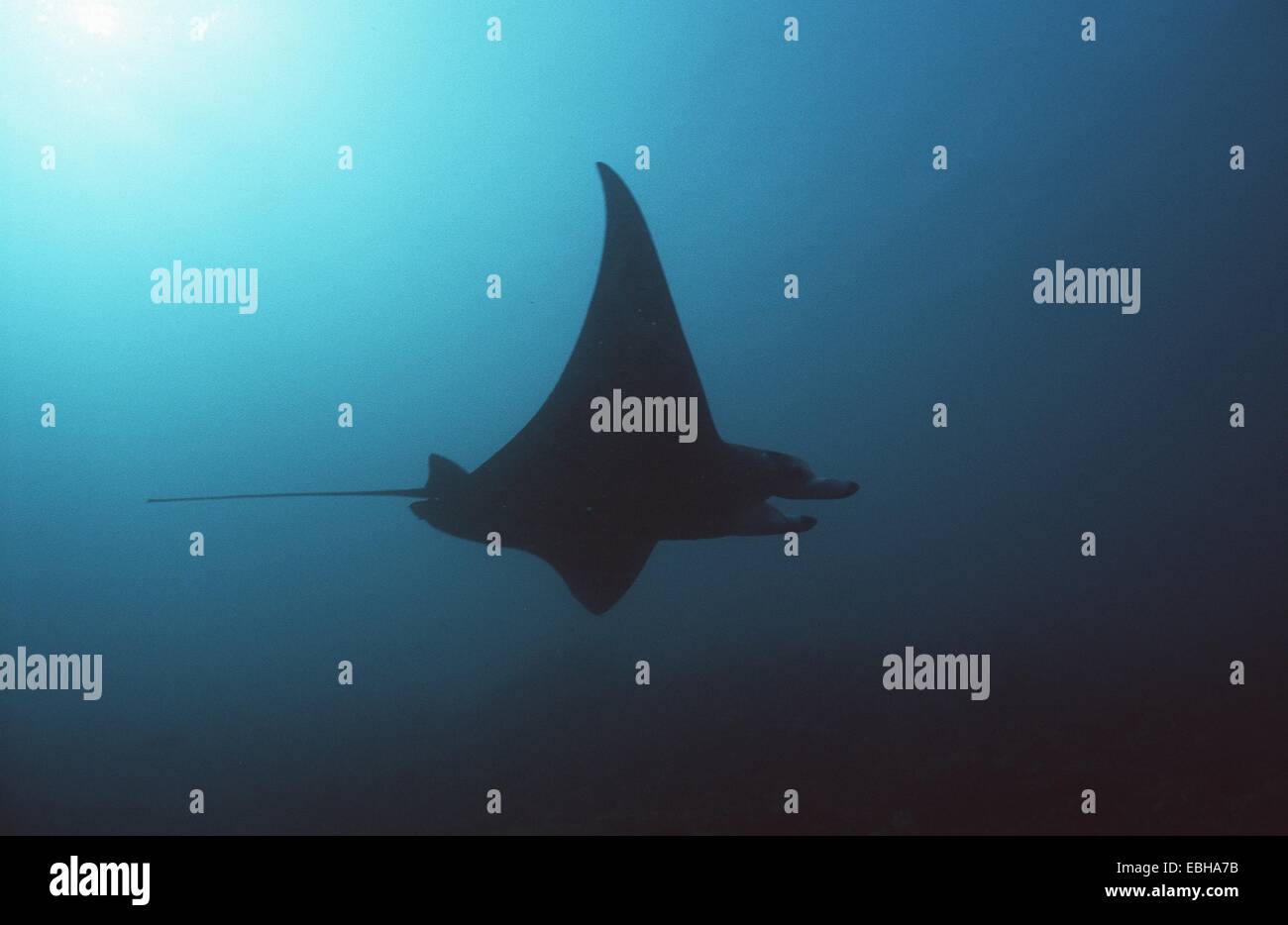 Giant devil ray hi-res stock photography and images - Alamy