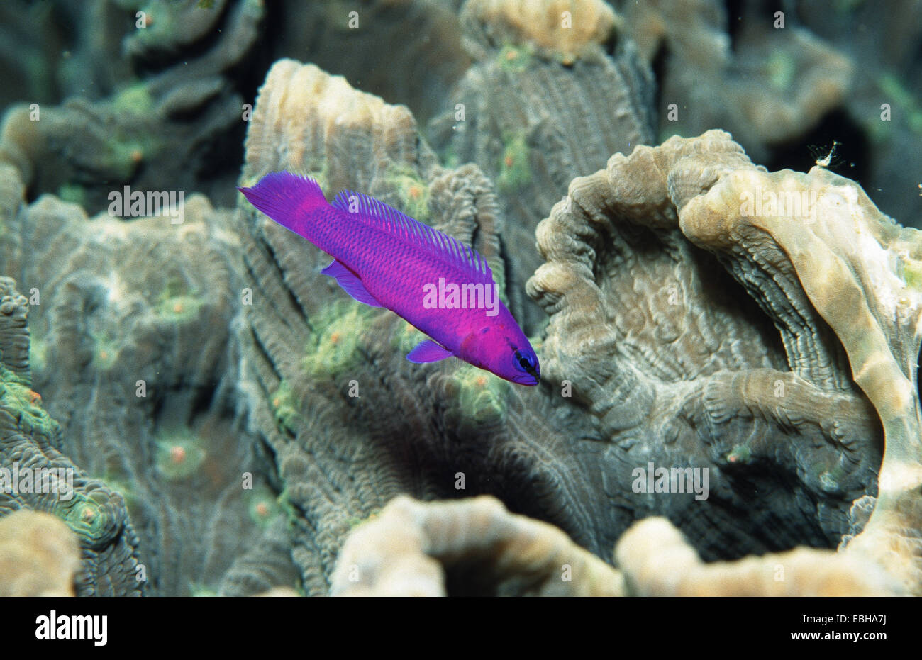 orchid dottyback (Pseudochromis fridmani Stock Photo - Alamy