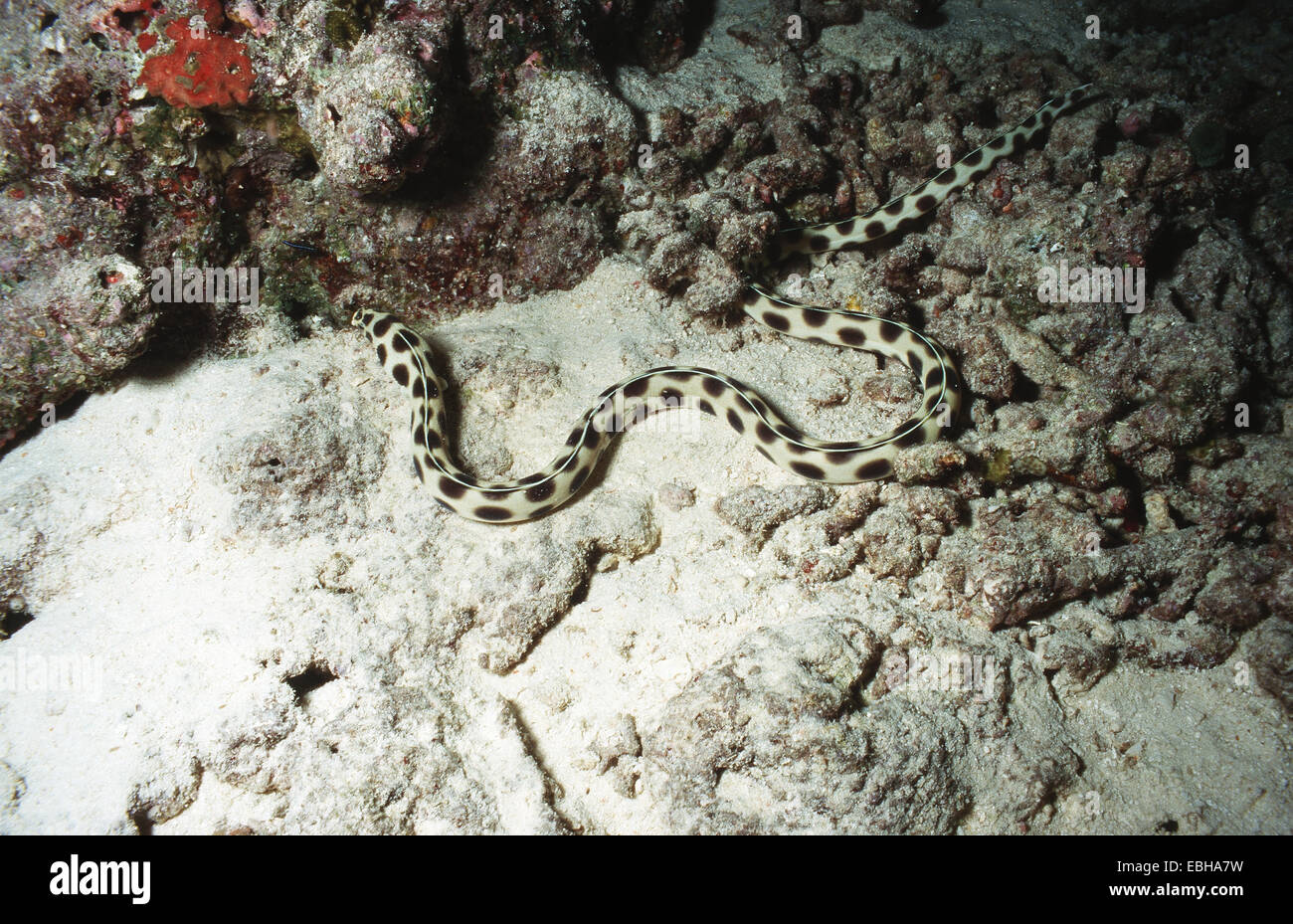 snake eel (Myrichthys maculosus Stock Photo - Alamy