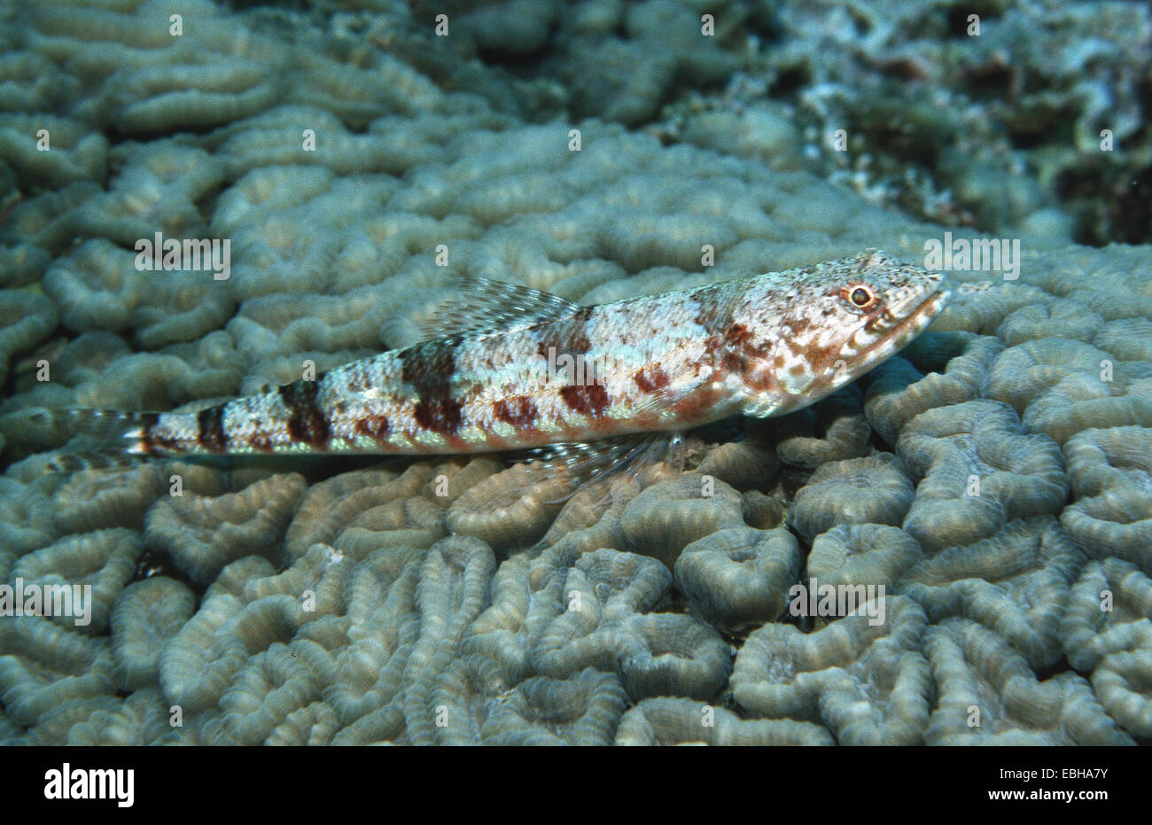 variegated lizardfish (Synodus variegatus Stock Photo - Alamy