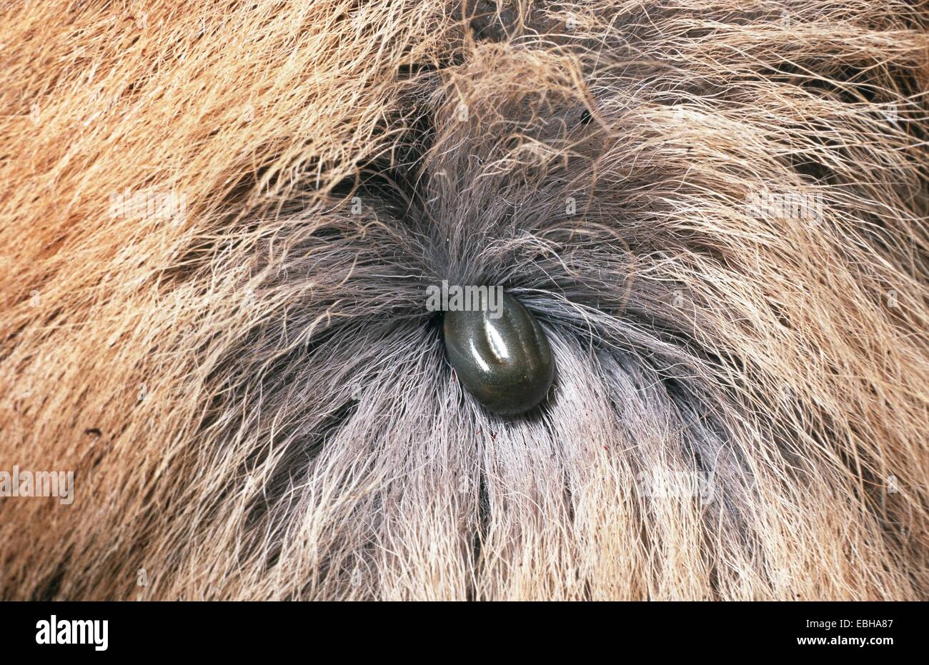 castor bean tick, European castor bean tick, European sheep tick ...