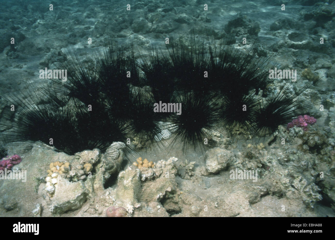 hatpin urchin, longspined sea urchin (Diadema setosum Stock Photo - Alamy