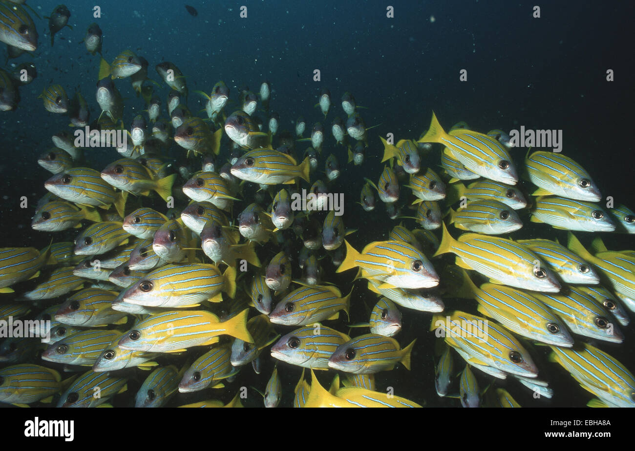 Oriental sweetlip (Plectorhinchus orientalis Stock Photo - Alamy