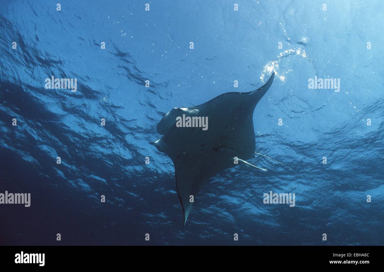 manta, Atlantic manta, giant devil ray, giant manta (Manta birostris ...