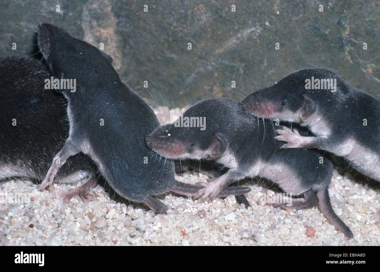 bicoloured white-toothed shrew (Crocidura leucodon Stock Photo - Alamy