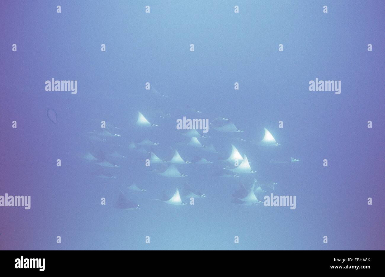 cownose ray (Rhinoptera steindachneri Stock Photo - Alamy