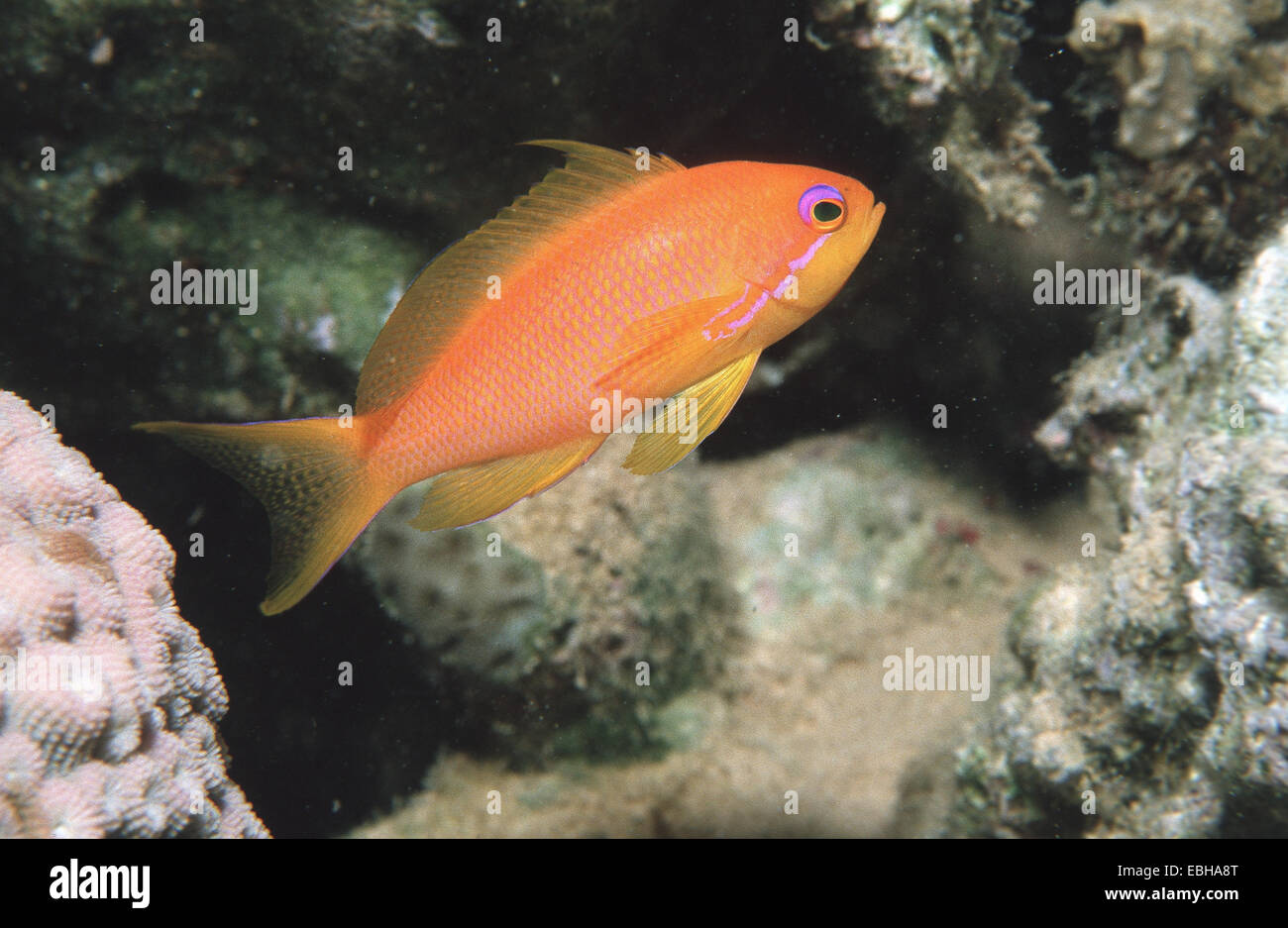 orange sea perch, sea goldie, lyretail coralfish (Pseudanthias ...