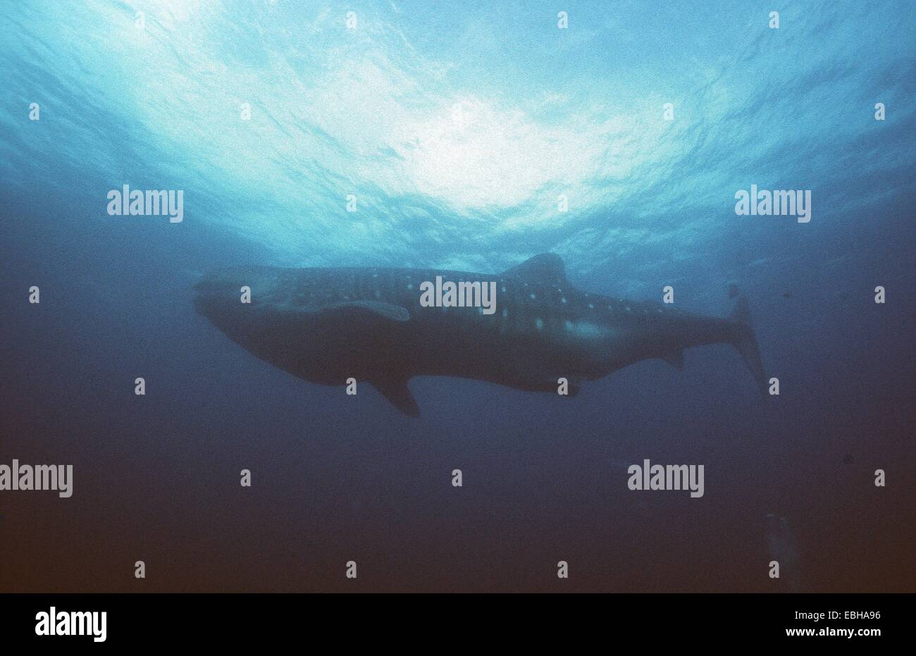 whale shark (Rhincodon typus Stock Photo - Alamy