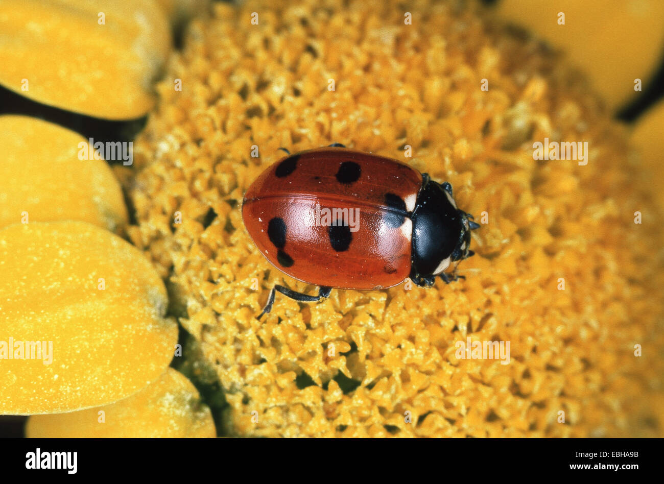 seven-spot ladybird, sevenspot ladybird, 7-spot ladybird (Coccinella ...