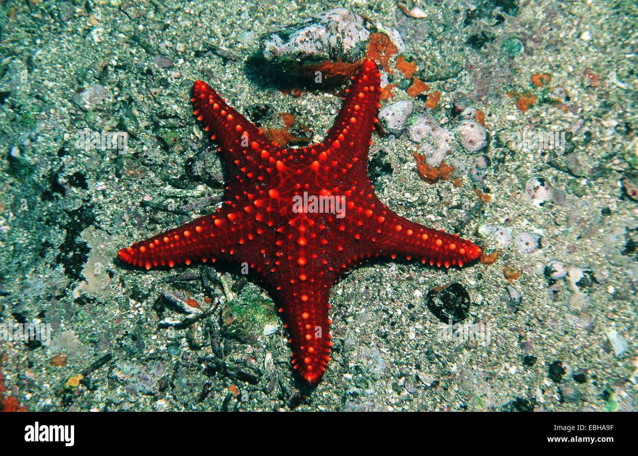 Panamic cushion star (Pentaceraster cummingi Stock Photo - Alamy