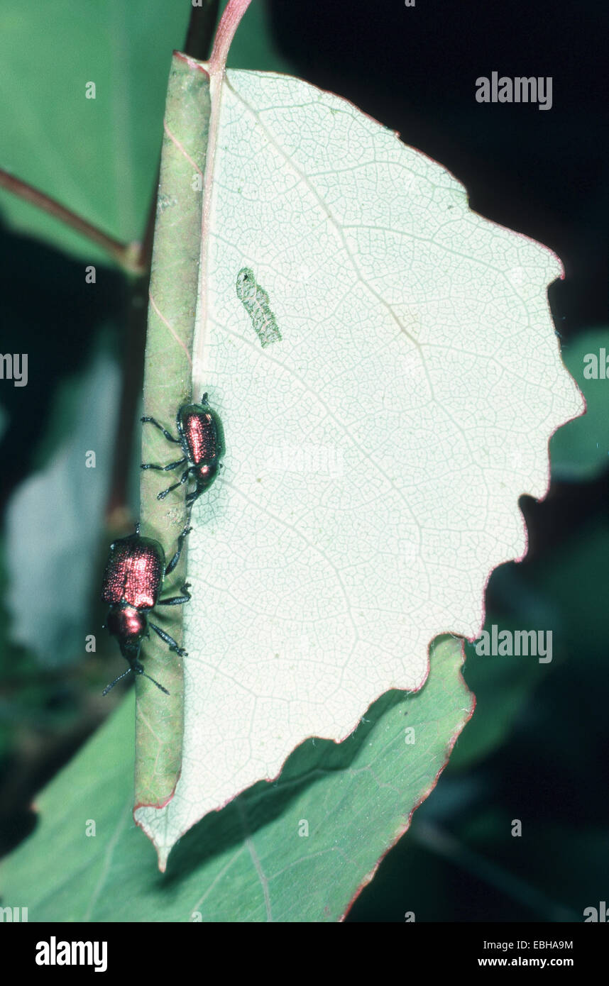 poplar leaf roller weevil (Byctiscus populi), rolling a leaf Stock ...