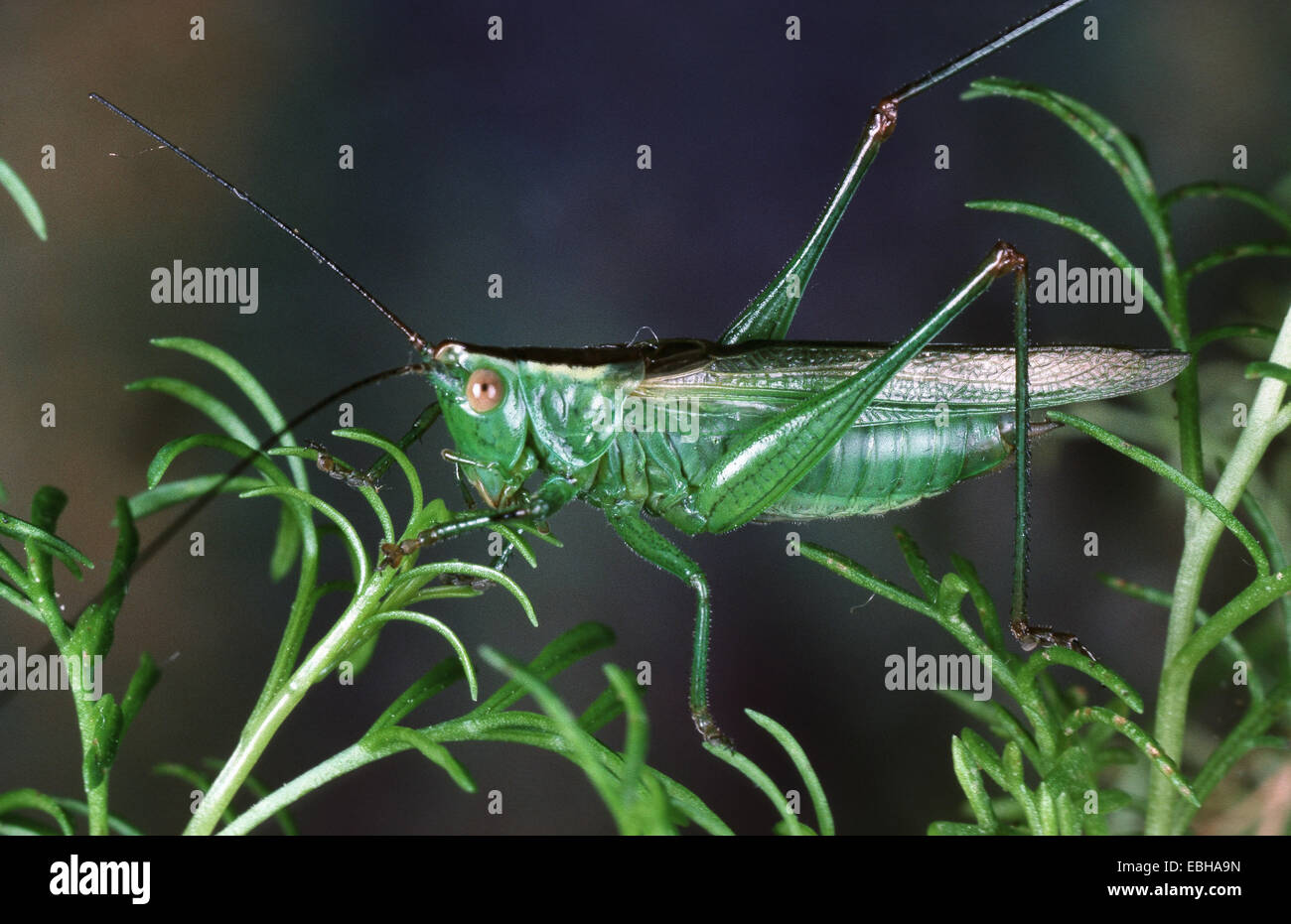 Conehead discolor hi-res stock photography and images - Alamy