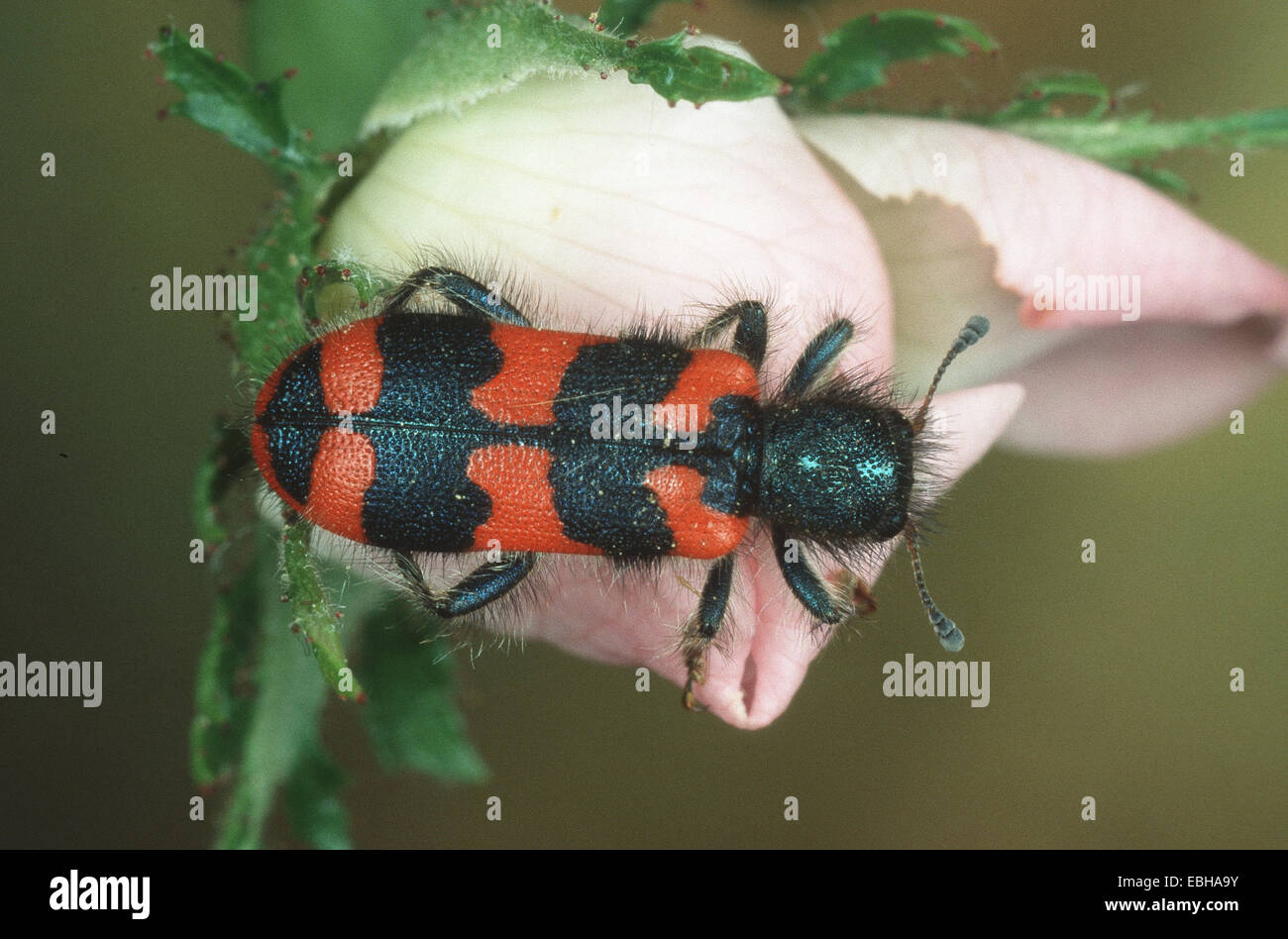 Checkered bee beetle hi-res stock photography and images - Alamy