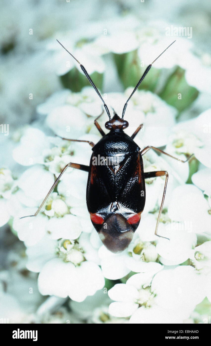 mirid, capsid bug, plant bug (Deraeocoris ruber Stock Photo - Alamy