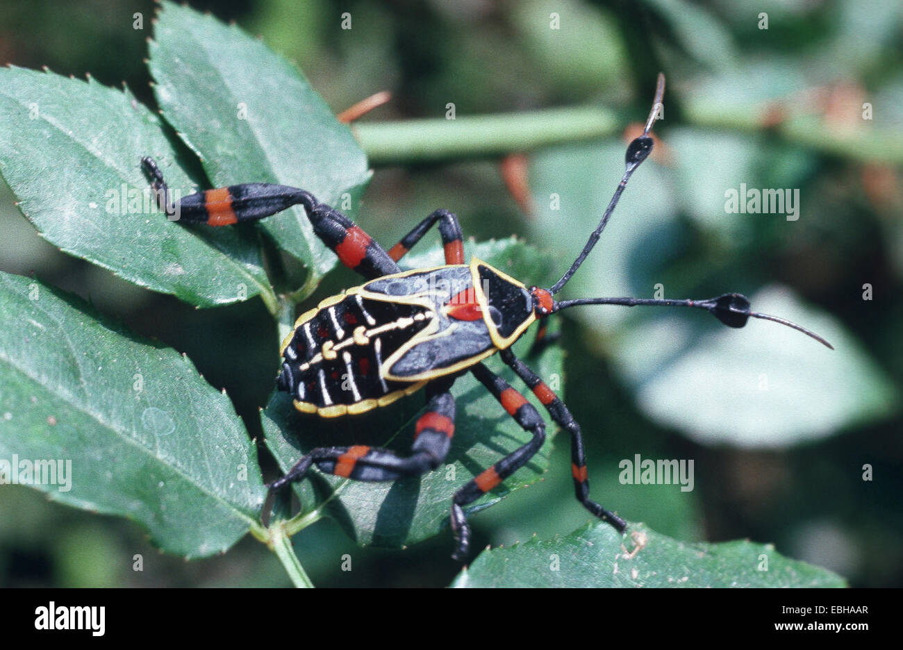 Tropical bug hi-res stock photography and images - Alamy