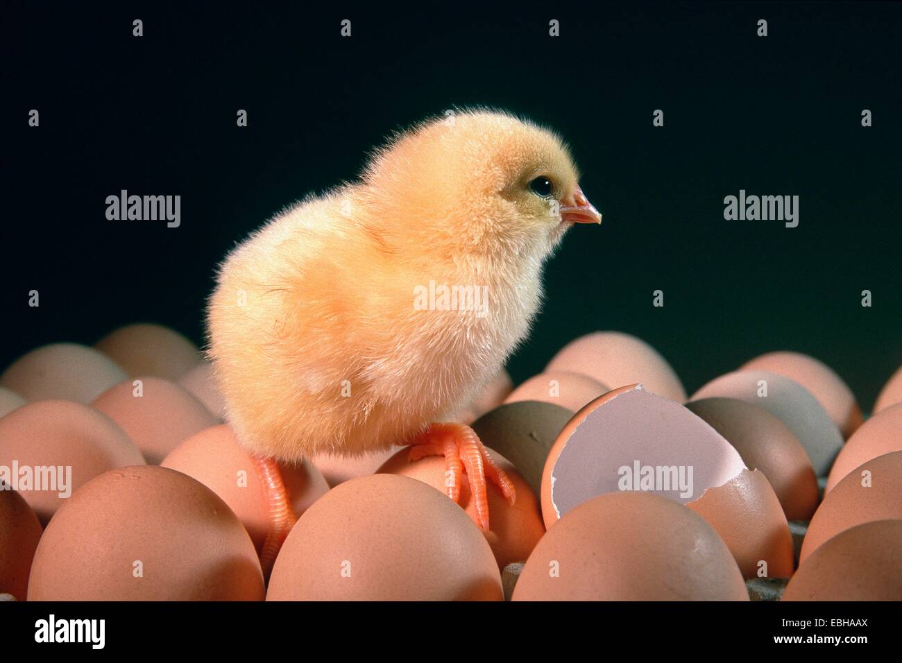 domestic fowl (Gallus gallus f. domestica), newly hatched chick on eggs ...