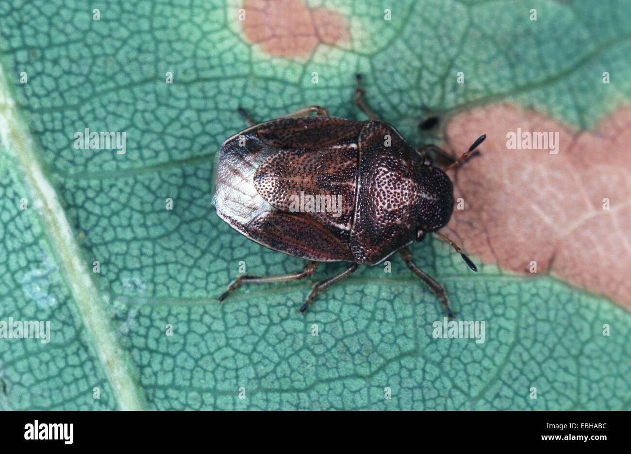 bug (Neottiglossa frusilla Stock Photo - Alamy
