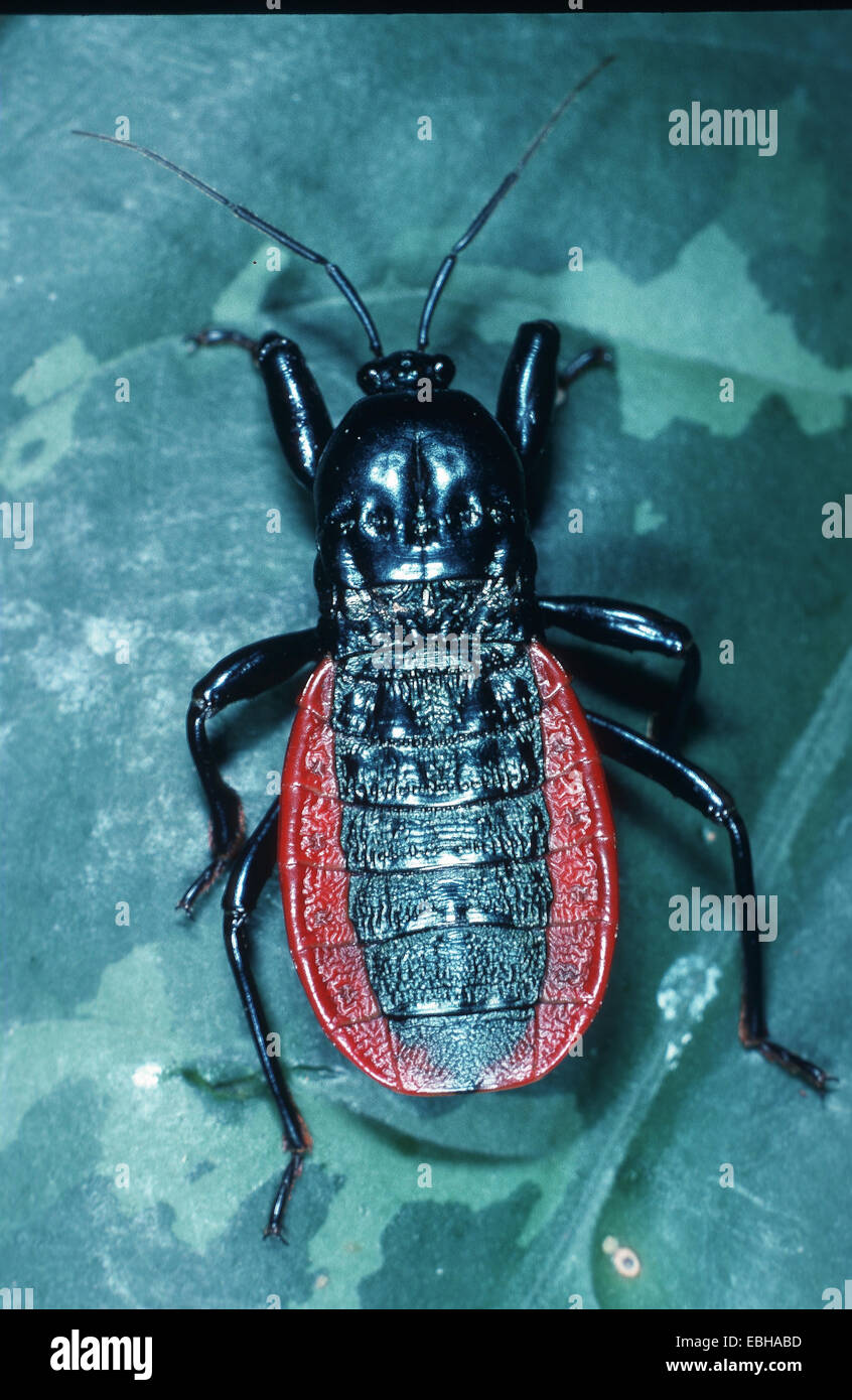 Tropical bug hi-res stock photography and images - Alamy
