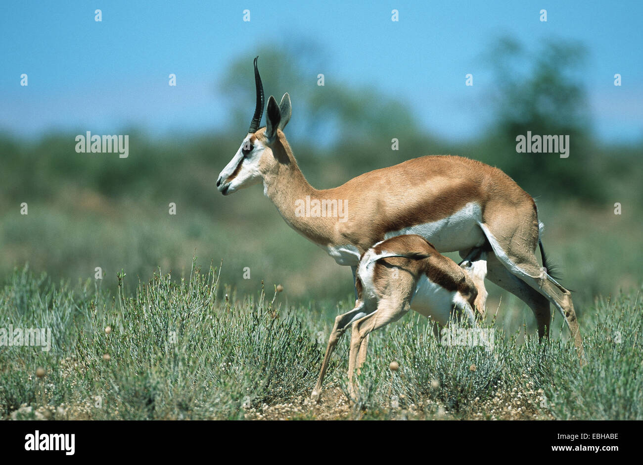 springbuck, springbok (Antidorcas marsupialis Stock Photo - Alamy