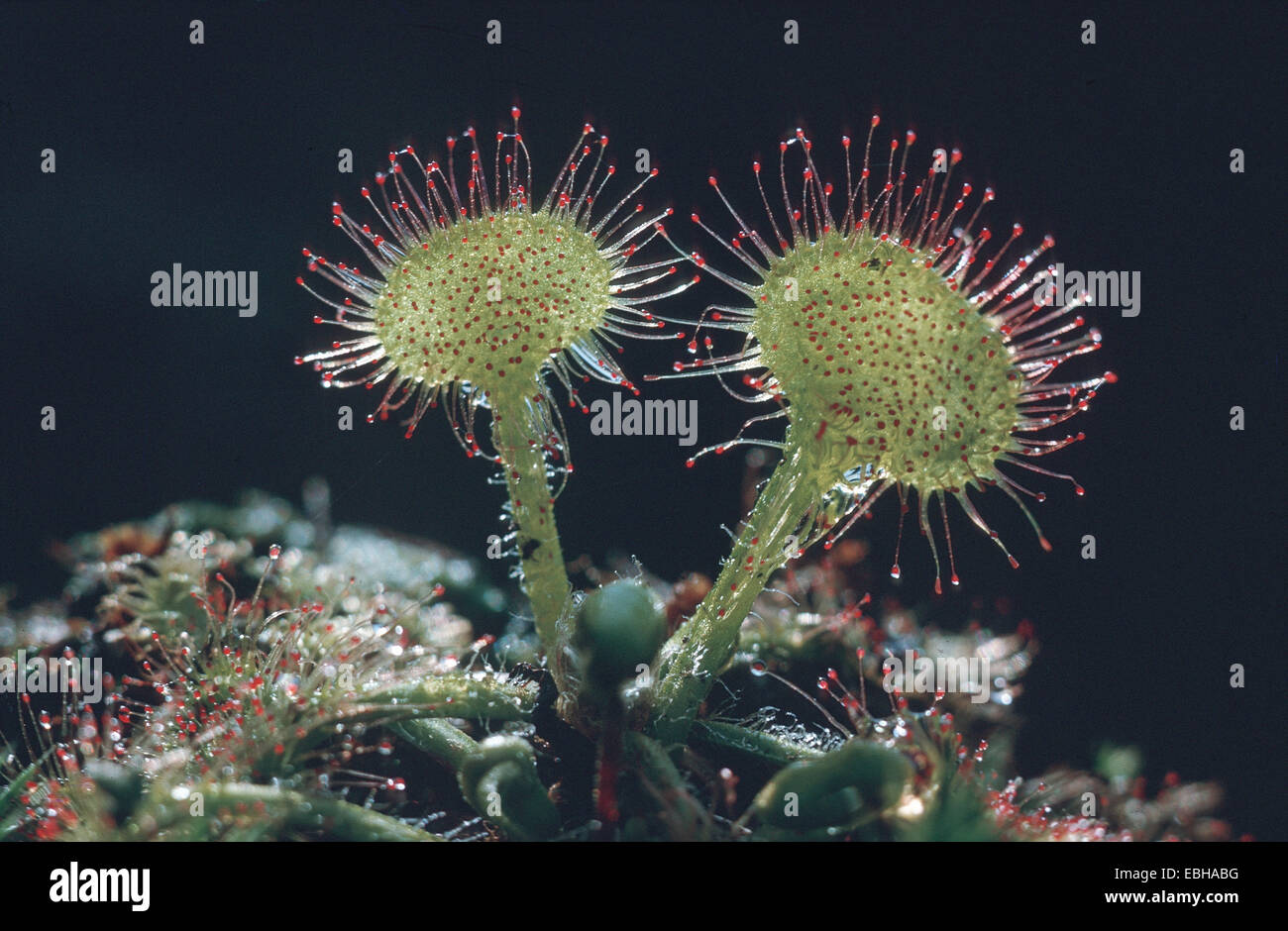 round-leaved sundew, roundleaf sundew (Drosera rotundifolia Stock Photo ...
