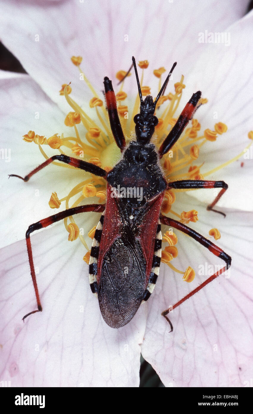 Rhinocoris erythropus hi-res stock photography and images - Alamy