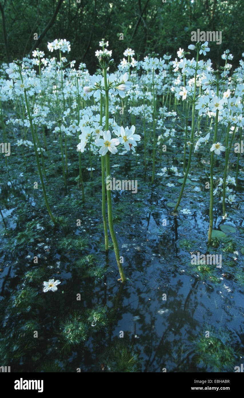 water-violet, water violet (Hottonia palustris Stock Photo - Alamy