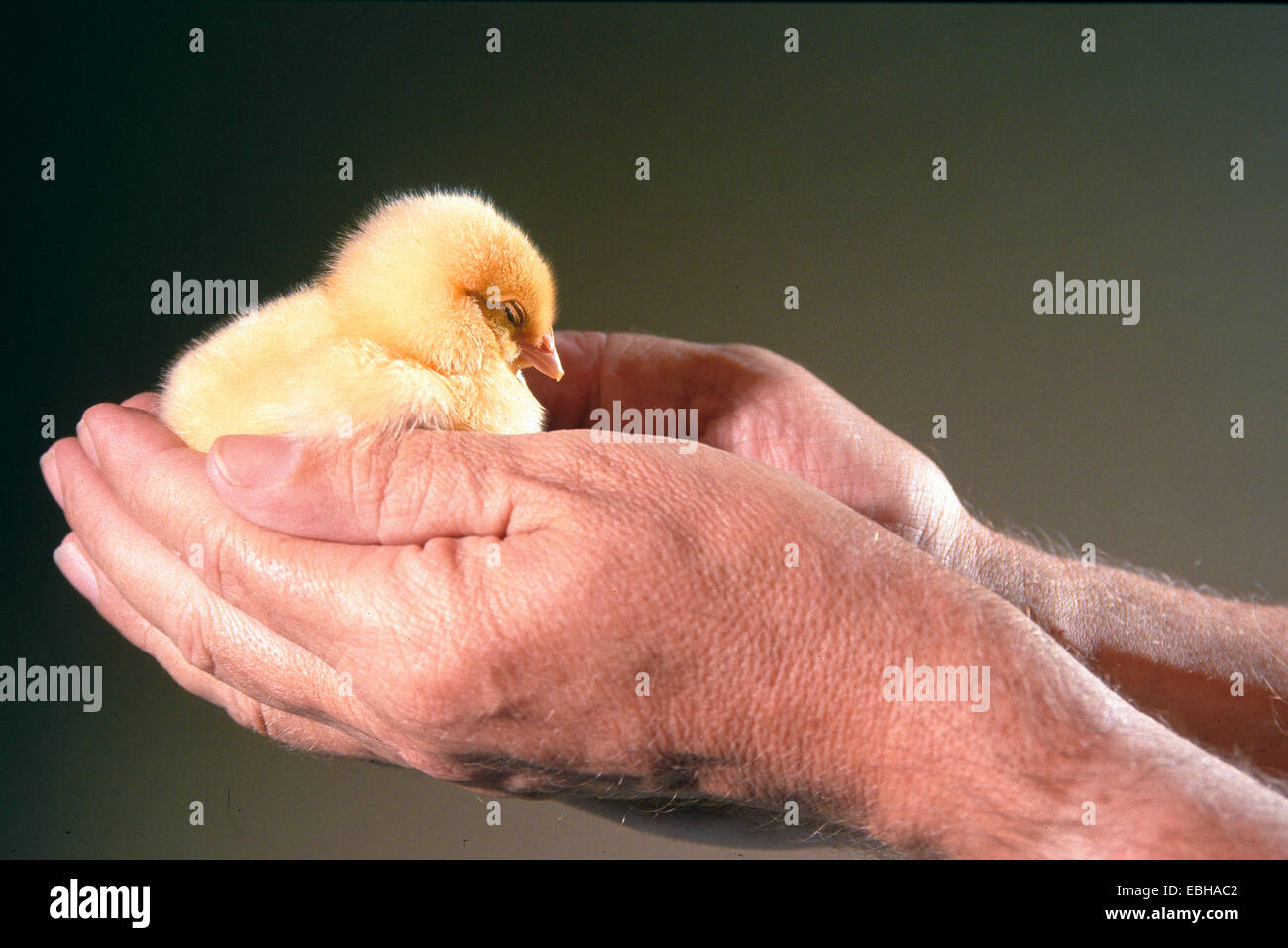 domestic fowl (Gallus gallus f. domestica), chick in human hand Stock ...