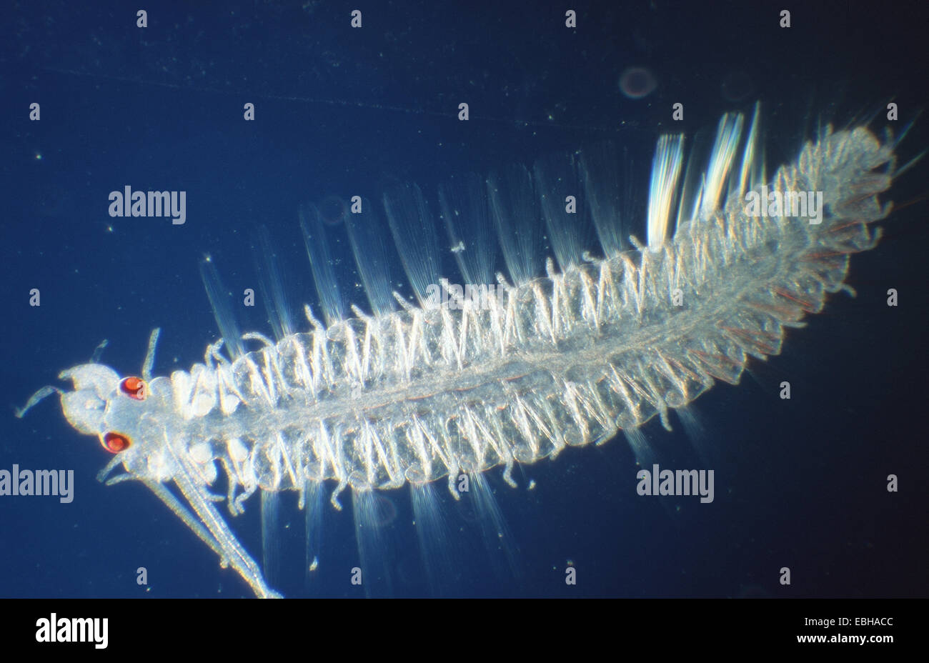 polychete (Exogone gemmifera Stock Photo - Alamy