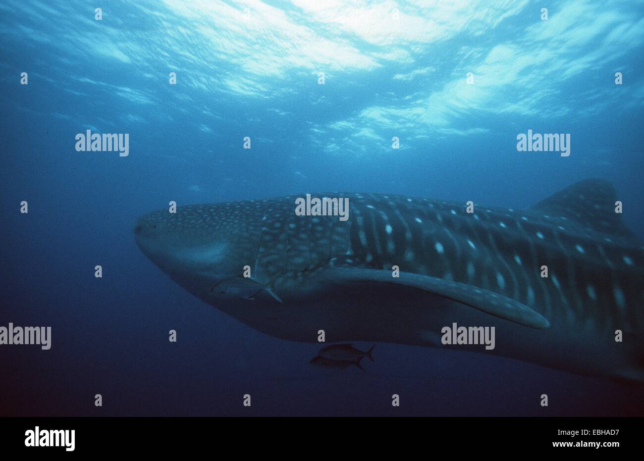 whale shark (Rhincodon typus Stock Photo - Alamy