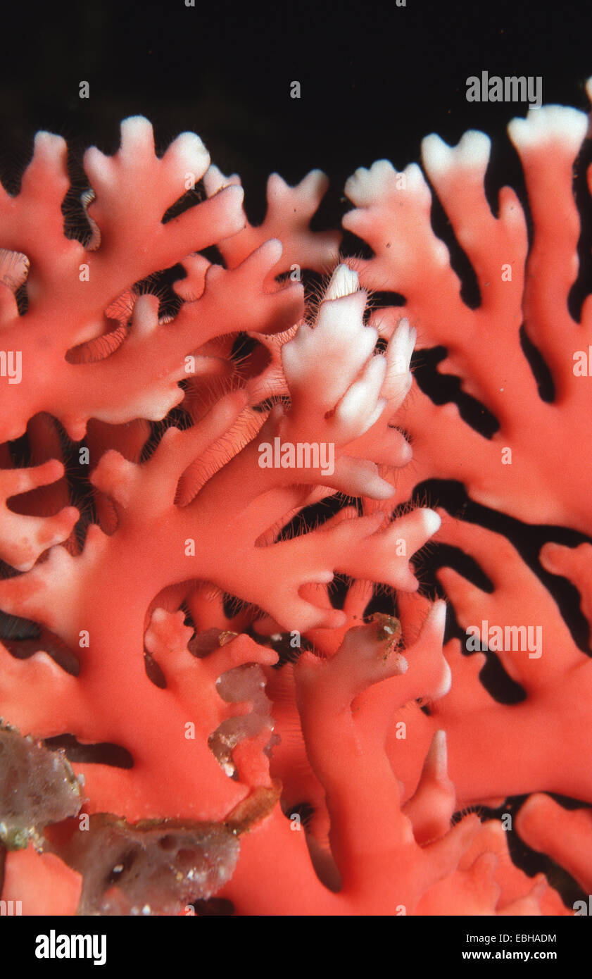 fire coral (Distichopora nitida Stock Photo - Alamy