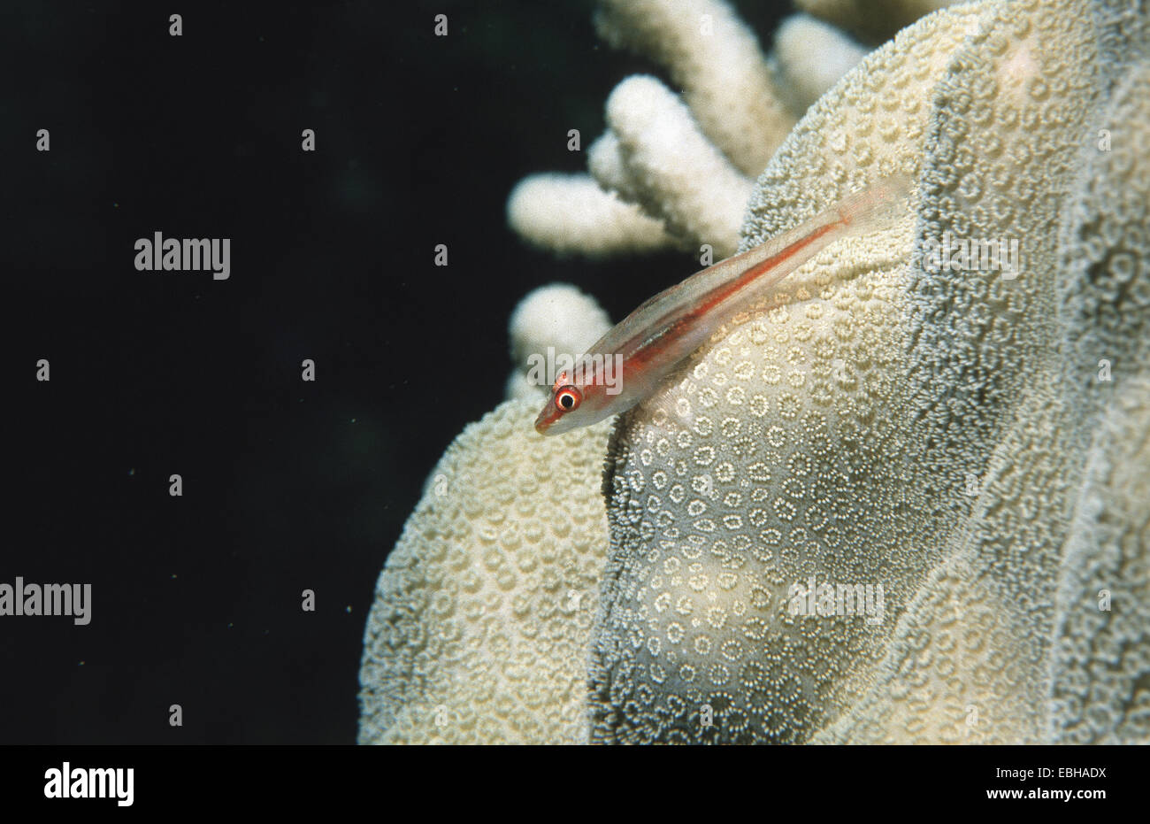 Ridens hi-res stock photography and images - Alamy