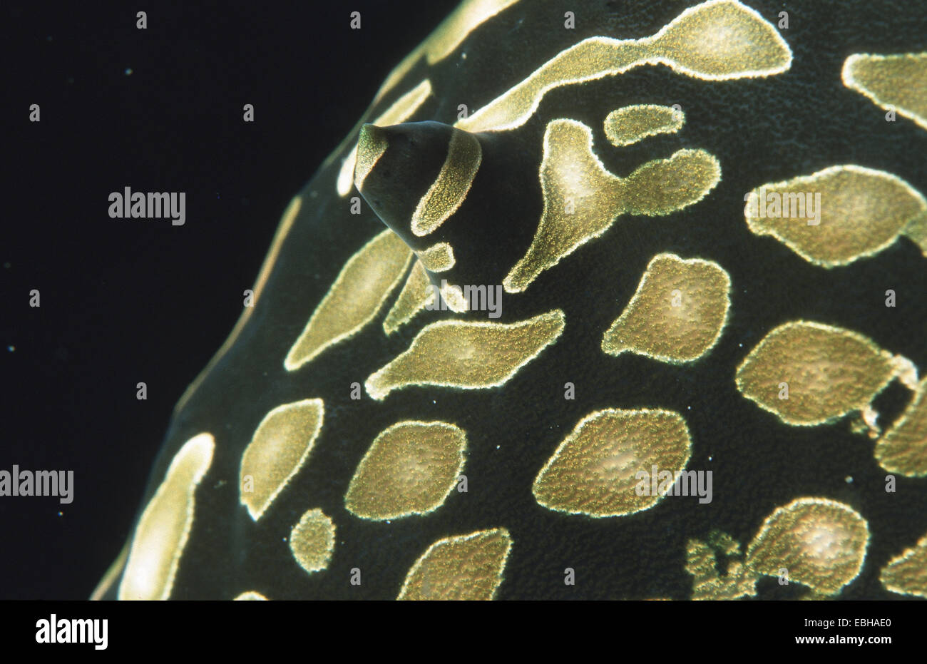 fluted giant clam, giant fluted clam, fluted clam, scaly clam (Tridacna ...