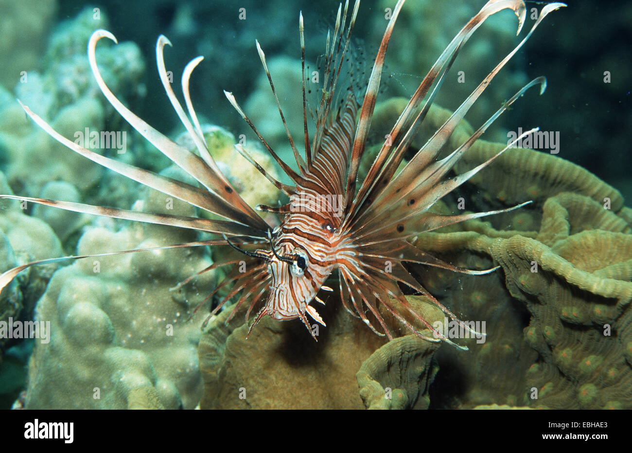firefish (Pterois miles Stock Photo - Alamy