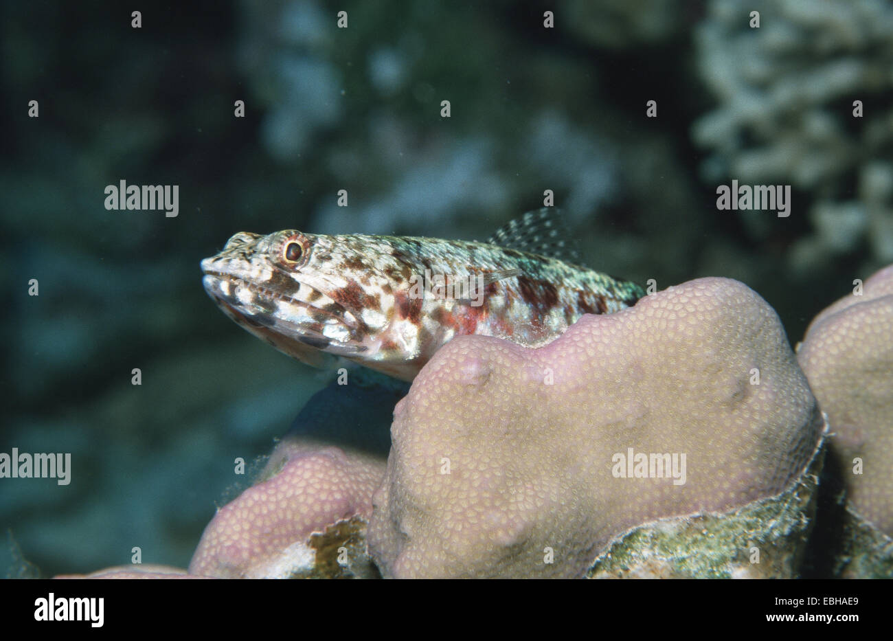 variegated lizardfish (Synodus variegatus Stock Photo - Alamy