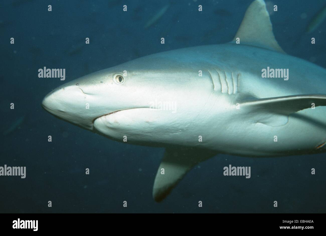 gray reef shark (Carcharhinus amblyrhynchos Stock Photo - Alamy