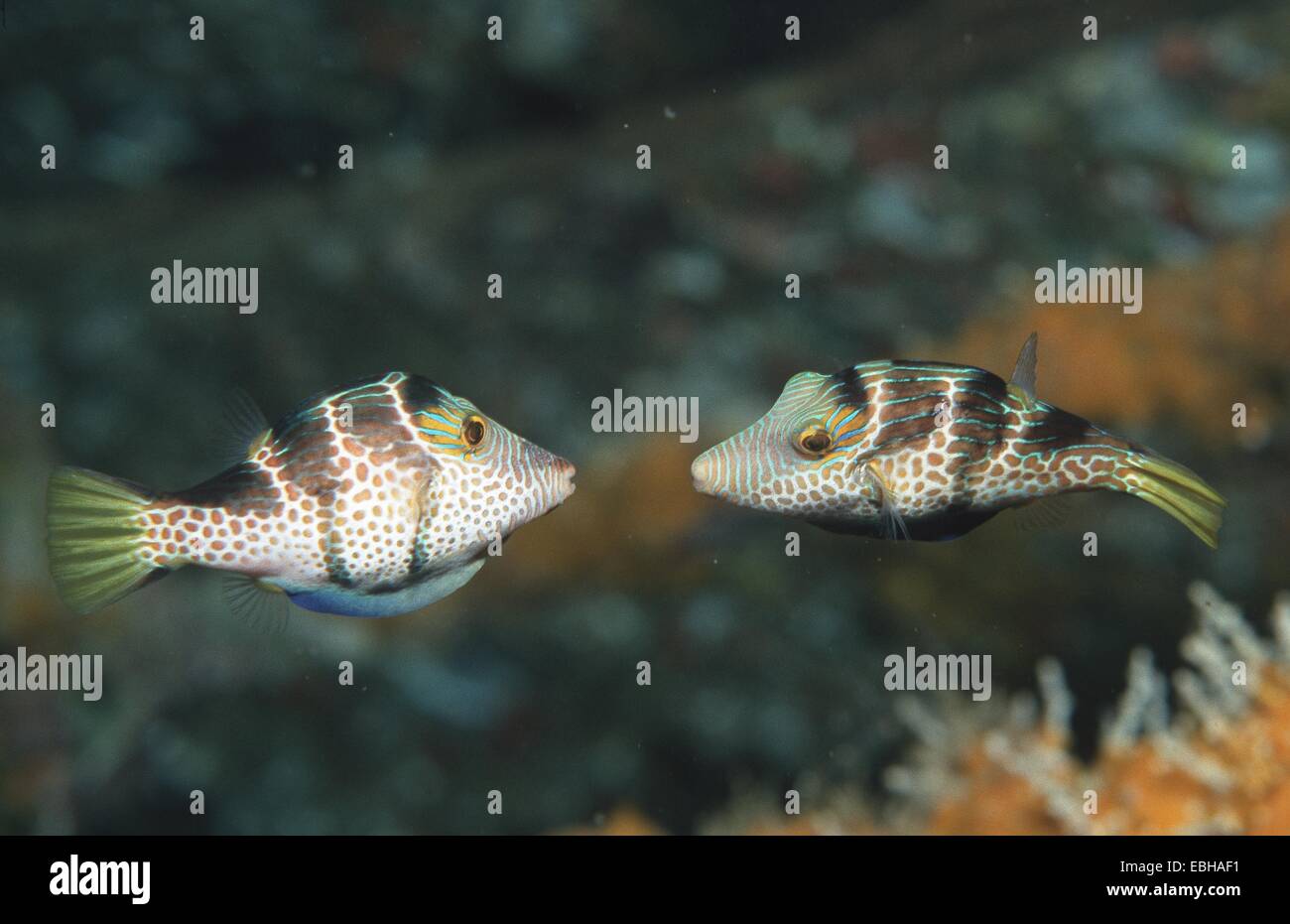 puffer (Canthigaster valentini Stock Photo - Alamy