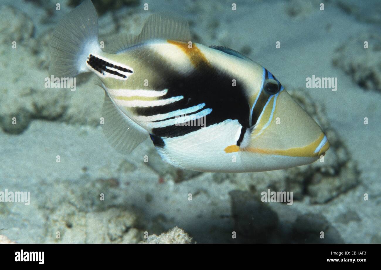 Picasso fish, humuhumu, blackbar triggerfish (Rhineacanthus aculeatus ...