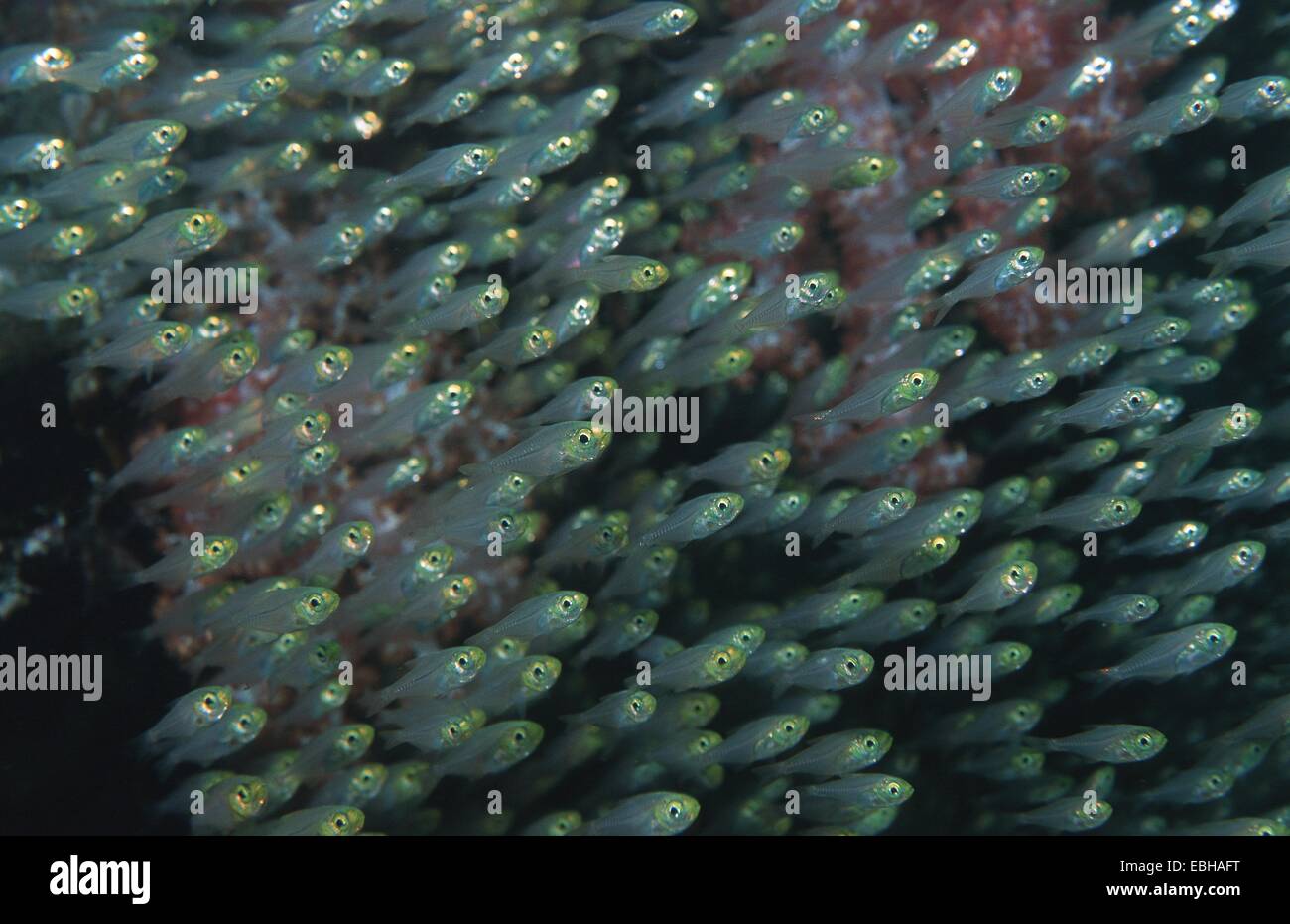 slender sweeper (Parapriacanthus sp. (wahrscheinlich guentheri)), swarm ...
