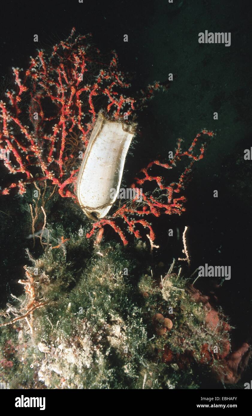 large spotted dogfish, nurse hound, nursehound, bull huss (Scyliorhinus ...