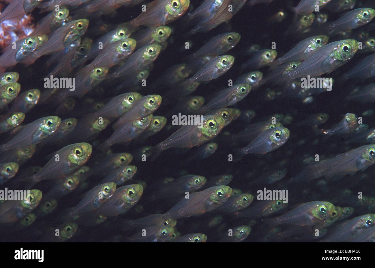 slender sweeper (Parapriacanthus sp. (sehr wahrscheinlich guentheri ...