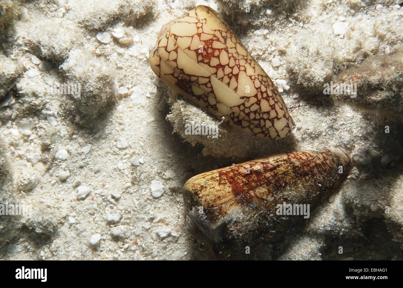 Conus striatus hi-res stock photography and images - Alamy