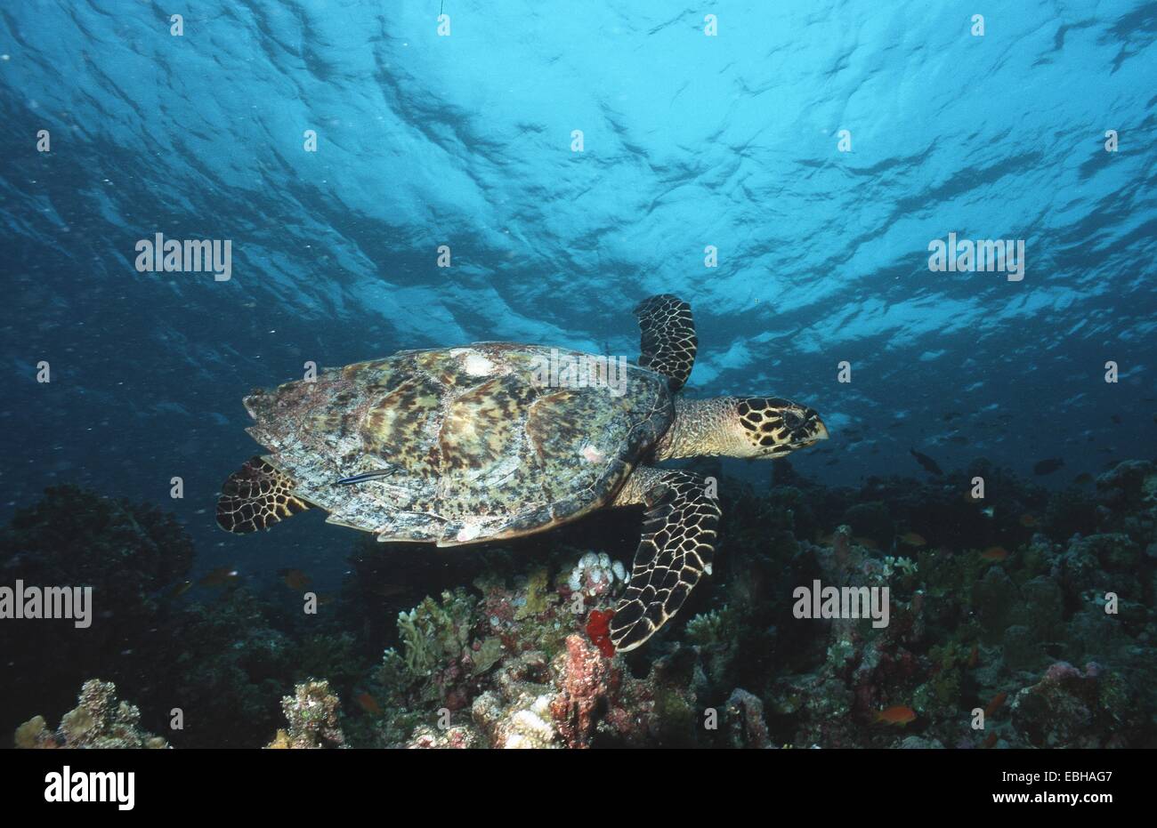 hawksbill turtle, hawksbill sea turtle (Eretmochelys imbricata Stock ...
