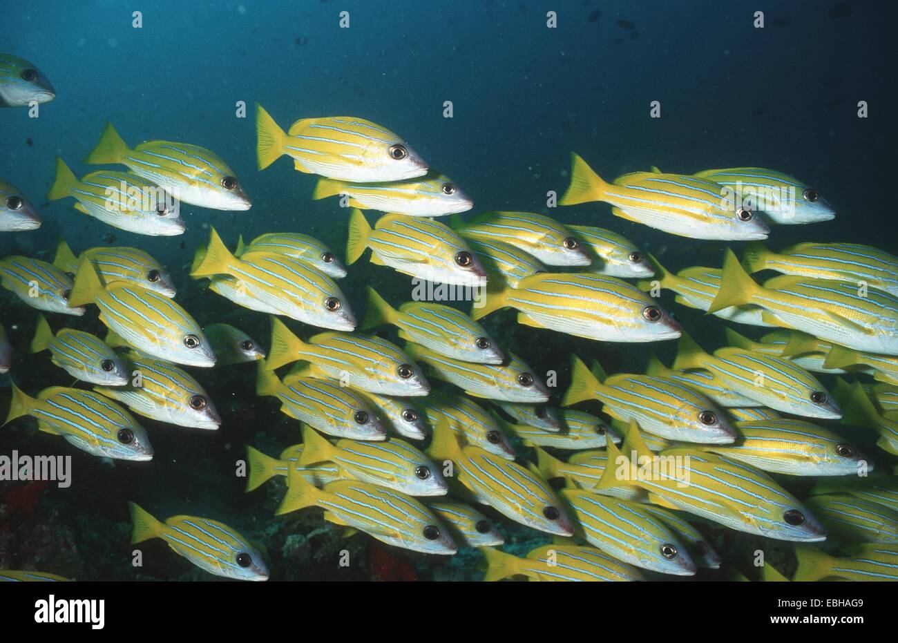 blue-banded snapper, moonlighter, common bluestripe snapper (Lutjanus ...