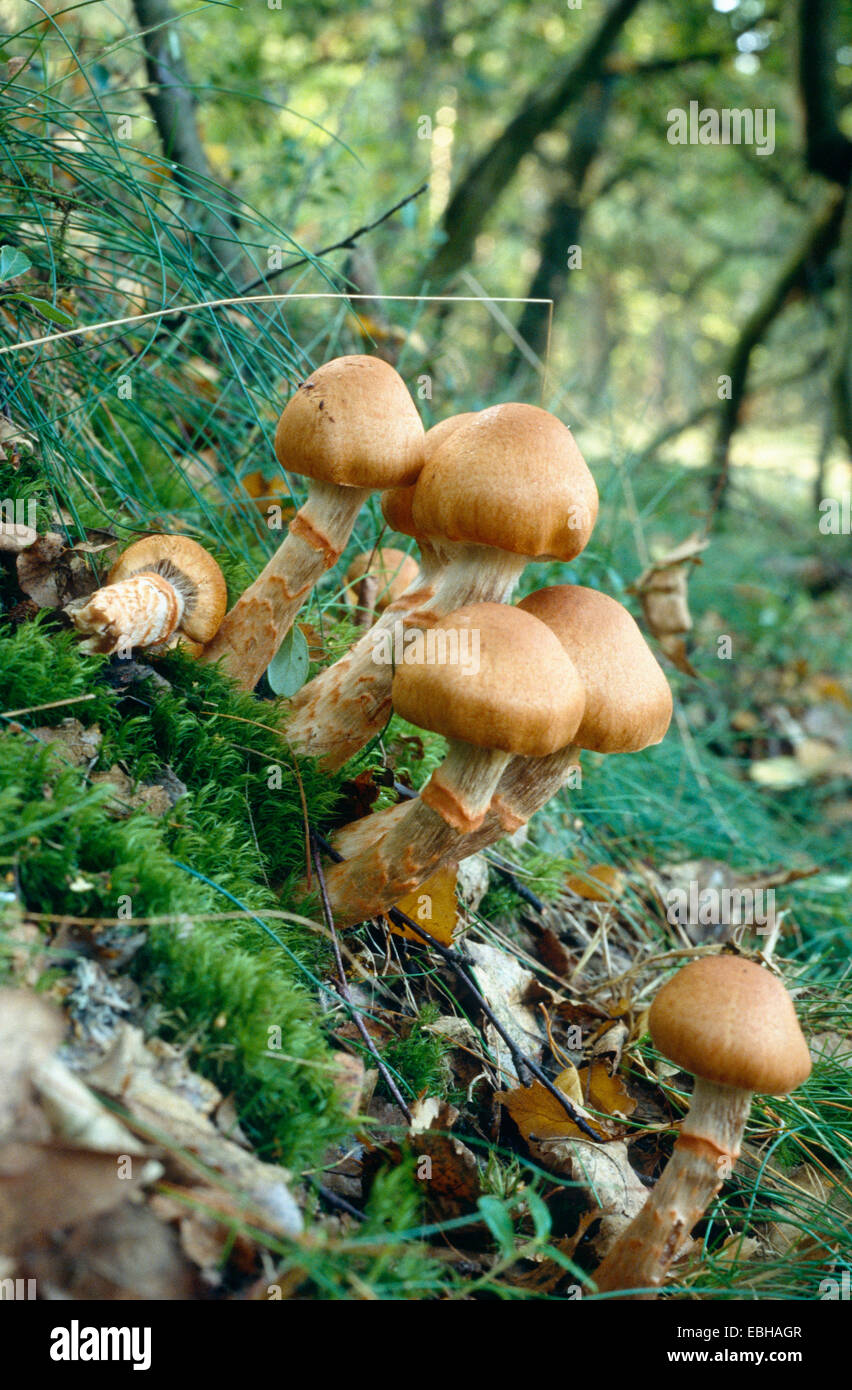 red banded webcap (Cortinarius armillatus), Sep 80 Stock Photo - Alamy