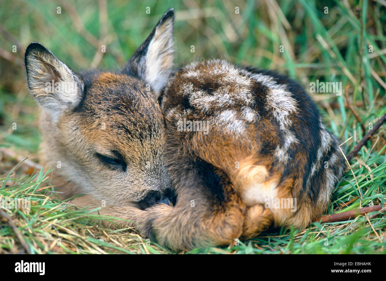 roe deer (Capreolus capreolus), sleeping fawn, lying in grass, rolled ...