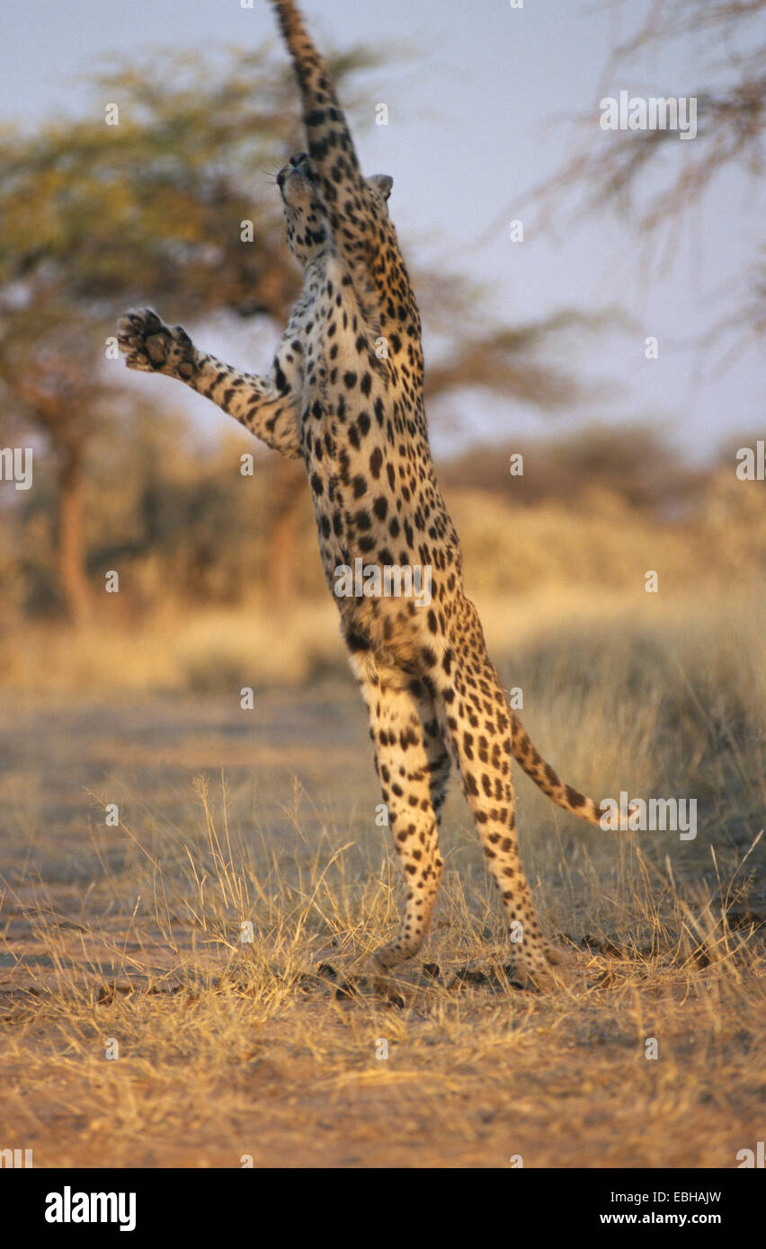 leopard (Panthera pardus), male, jumping, Dez 02 Stock Photo - Alamy