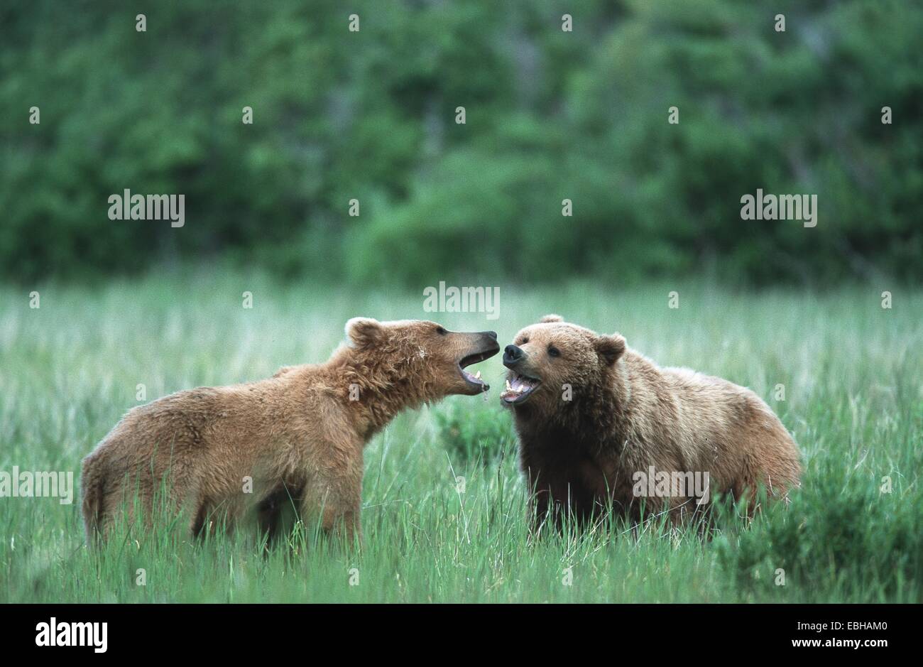 brown bear, grizzly bear, playful fight Stock Photo - Alamy
