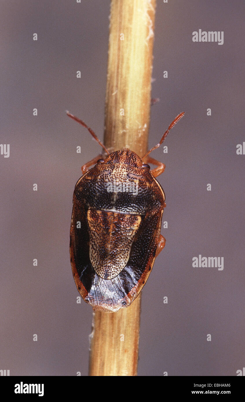 bug (Neottiglossa leporina Stock Photo - Alamy